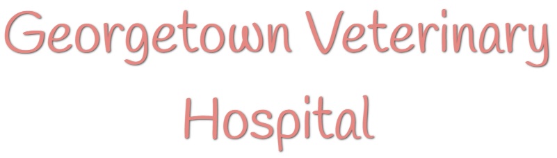 Georgetown Veterinary Hospital - Washington, DC